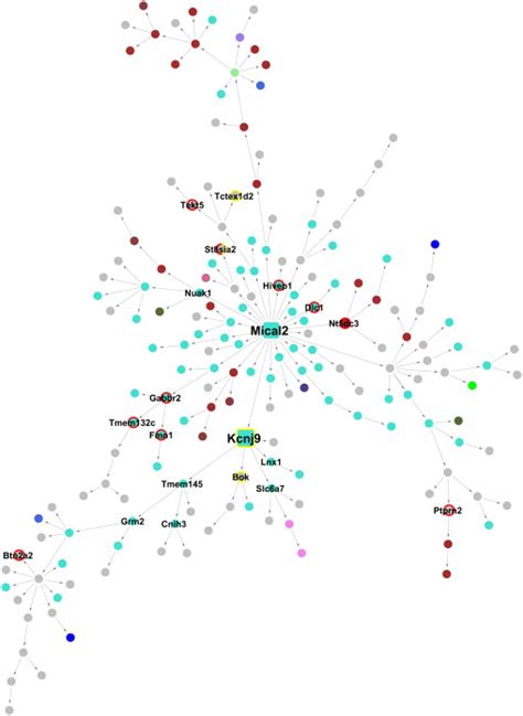 Striatal Bayesian Networks Downstream Of Mical2 Download Scientific