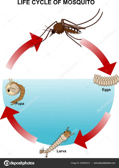 Dengue Mosquito Life Cycle