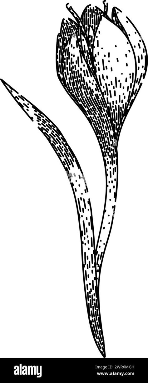 Garden Crocus Sketch Hand Drawn Vector Stock Vector Image Art Alamy