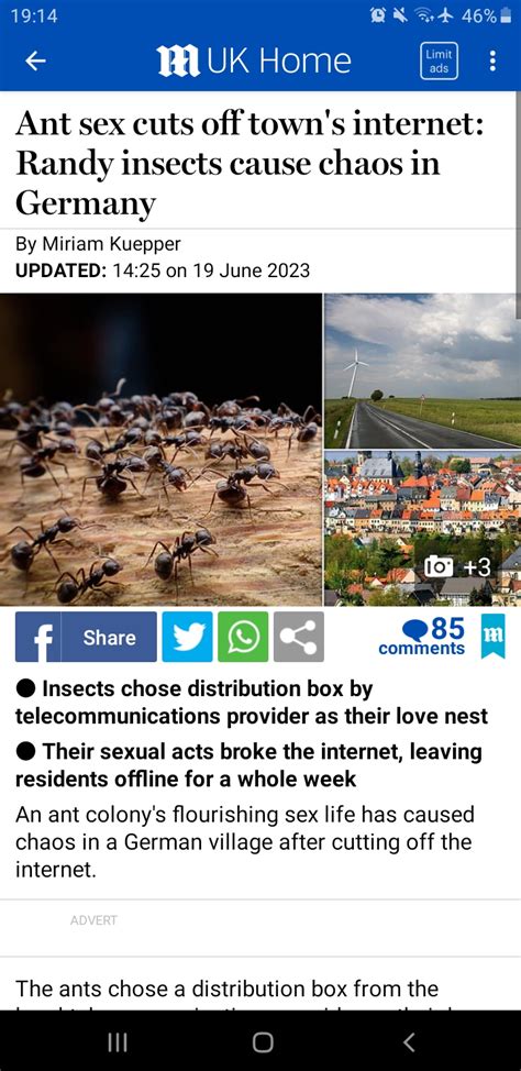 Ant Sex Cuts Off Town Internet R BrandNewSentence