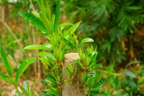 Tree Buds Stock Image Image Of Tree Twigs Buds Giving 90100755