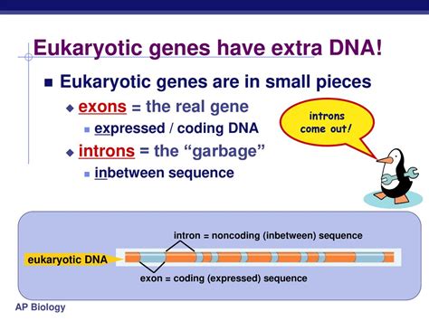 From Gene To Protein How Genes Work Ppt Download From Gene To Protein How Genes Work Ppt Download