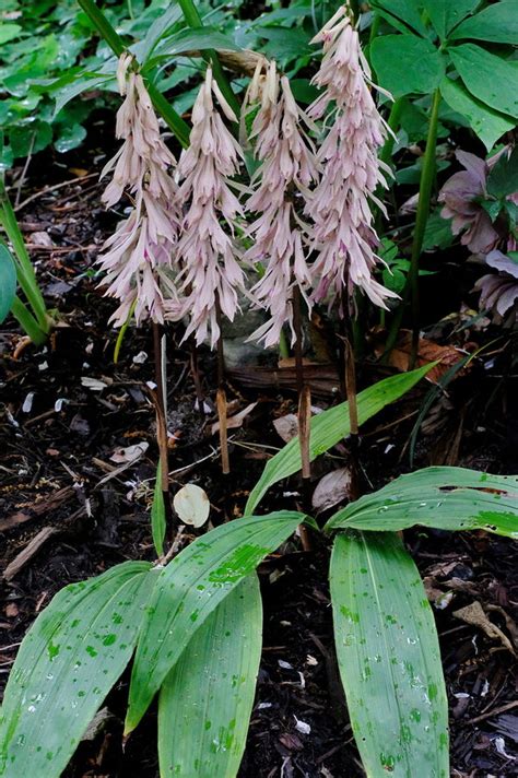 Learn About Cremastra Appendiculata Appendiculate Orchid Perennial Encyclopedia