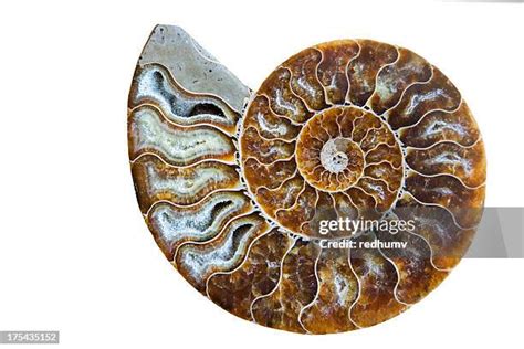 Cephalopod Fossils Photos And Premium High Res Pictures Getty Images