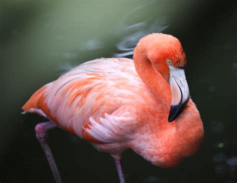 Download And Print Pink Flamingo Printable Flamingo Template Free Pdf