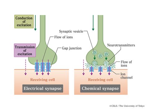 Cellways Electrically Coupled Cells Make A Connection