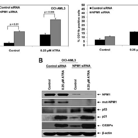 Depletion Of Npm1 Induces Differentiation Of Mutant Npm1 Expressing Aml