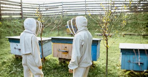 나무 벌집이 있는 작은 전통 양봉장에서 일하는 보호 유니폼을 입은 두 명의 비케퍼 뒷모습 사진 Unsplash의 양봉장 이미지