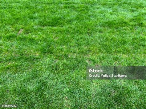푸른 잔디 잔디밭의 자연 녹지 배경 질감 녹색 바닥 축구 경기장 훈련용 잔디밭 잔디 골프 코스 녹색 잔디 패턴을 만드는 데