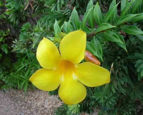 Gambar Bunga Cantik Dan Indah Lengkap