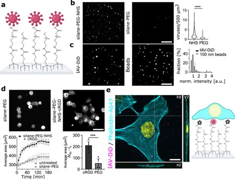 单个甲型流感病毒在病毒 细胞界面诱导纳米级细胞重编程 Nature Communications X Mol