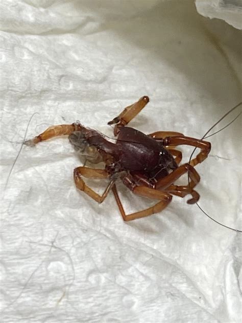 Gf Killed This Bug Never Seen It Before R Whatsthisbug