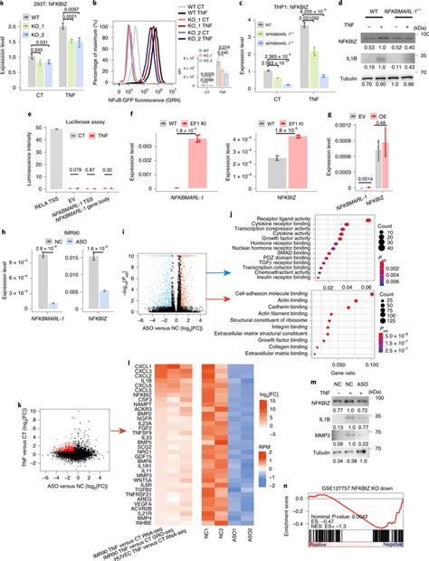 NfΚbmarl 1 Regulates Nfkbiz Expression Under Tnf Stimulation In Cis A