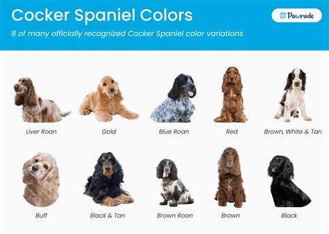 Cavalier King Charles Spaniels Vs Cocker Spaniels