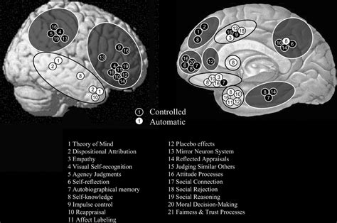 Neural Correlates Of Automatic And Controlled Processes From Multiple Download Scientific