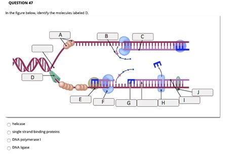 Solved Question 47 In The Figure Below Identify The Molecules Labeled