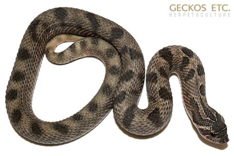 Arsaanf2658 24 Arctic Sable Conda Female 42g Geckos Etc