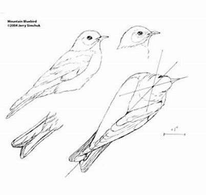 Image Result For Plans For Wood Carving Birds Wood Carving Patterns