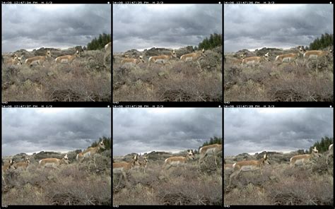 Capturing Pronghorn Migration At Craters Of The Moon Us National