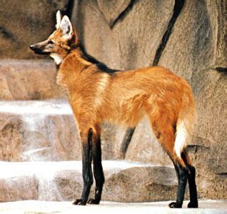 Maned Wolf Endangered Species Nocturnal Predator South America