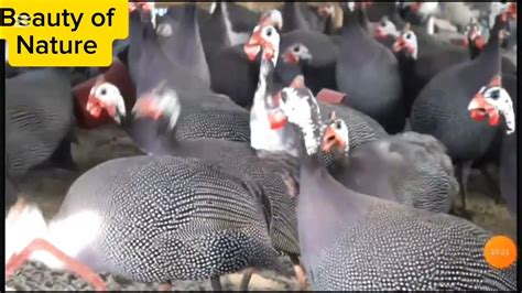 Titir Bird L তিতির পাখি । তিতির মুরগি । Youtube