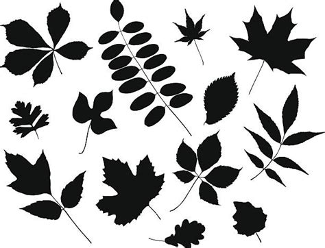 Wattle Leaves Stock Vectors Istock