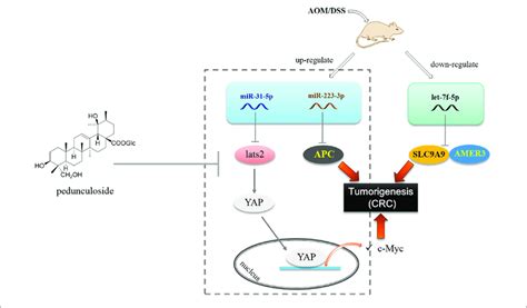 Postulated Scheme Of Pedunculoside Preventing Aom Dss Induced Cac Via Download Scientific
