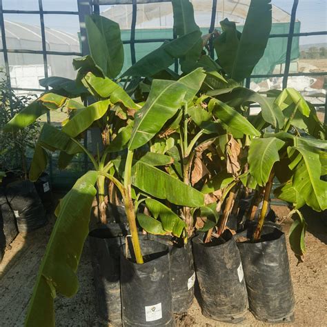 Zeemas Nursery