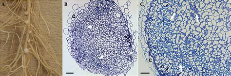 Figure 1 From A Nodule Endophytic Bacillus Megaterium Strain Isolated