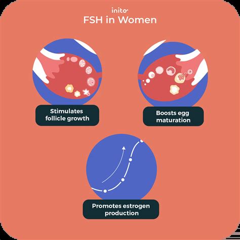 Follicle Stimulating Hormone Fsh Levels Test And Abnormalities