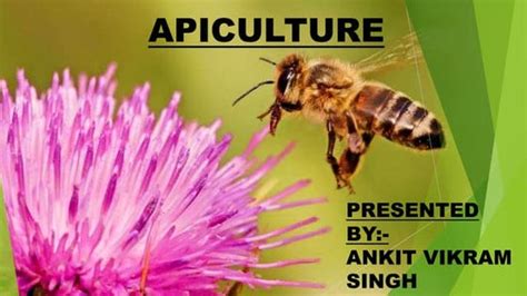 Honey Bees In India Ppt