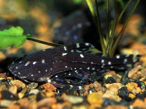 Spotted Raphael Catfish Habitat Care Aquarium Maintenance
