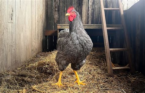 Barred Plymouth Rock Breed Profile Chicken Fans