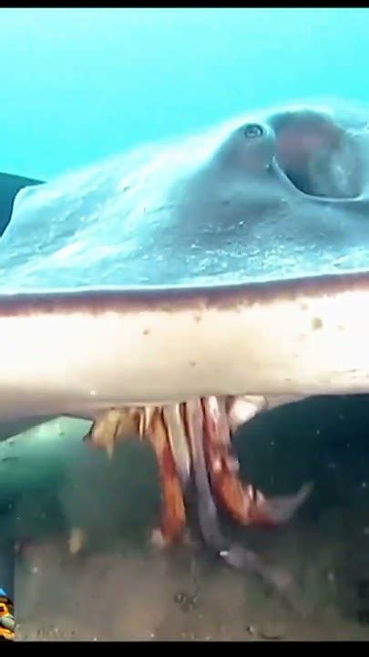 Stingray Eating Crabs Youtube