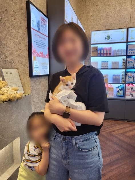 코리안숏헤어 찰떡이 보더콜리분양가격 프렌치불독분양가격 빠삐용분양가격 파피용분양가격 사모예드분양가격 스피츠분양가격 시바견분양가격 시베리안허스키분양가격 시츄분양가격 요크셔테리어