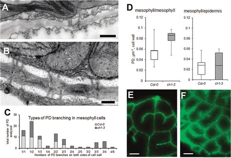 Symplastic Connectivity Is Greater In Ch1 3 Compared With The Wild