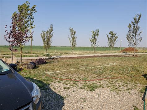 Tree Planting Services Calgary Alberta Planting Experts