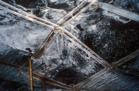 Upright Standing Fossil Tree Stumps Fossils Kentucky Geological Survey University Of Kentucky