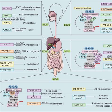 The Known Oncogenic Se Targeting Small Molecule Inhibitors And Download Scientific Diagram