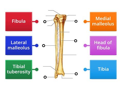 Tibia Fibula Labelled Diagram