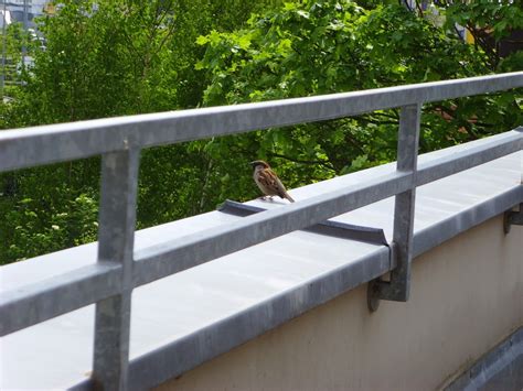 무료 이미지 울타리 지붕 벽 보도 가드 레일 난간 동자 옥외 구조물 2816x2112 74978 무료 이미지 Pxhere