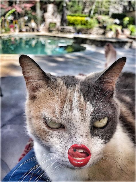 Sexy Cat Digital Art By Cindy Karp Pixels