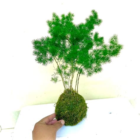 Cây Tùng Nho Đặc Điểm Cách Chăm Sóc Và Ý Nghĩa Phong Thủy