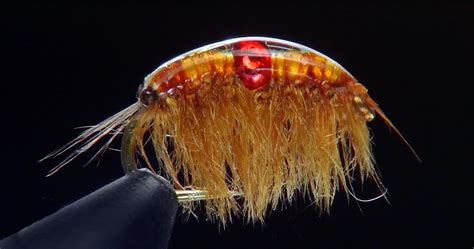 The Pregnant Scud Tying Video Fly Fishing Gink And Gasoline How To Fly Fish Trout