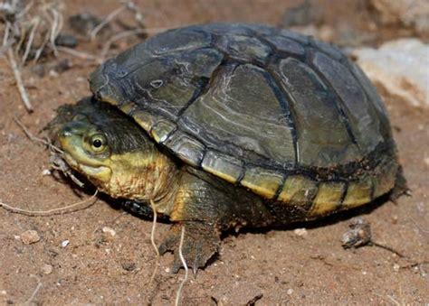 Yellow Mud Turtle Care Everything That You Need To Know
