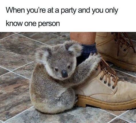 The 30 Funniest Koala Memes Ranked