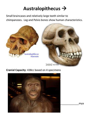 Human Evolution Gcse Biology Teaching Resources