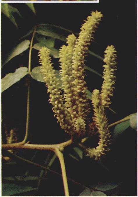 化香树 秦巴野生植物 图片