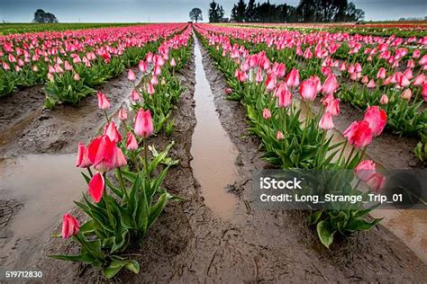 ดอกทิวลิปสีชมพูและสีขาวพอร์ตแลนด์โอเรกอนฟาร์มฟิลด์ดอกไม้ฤดูใบไม้ผลิ ภาพ