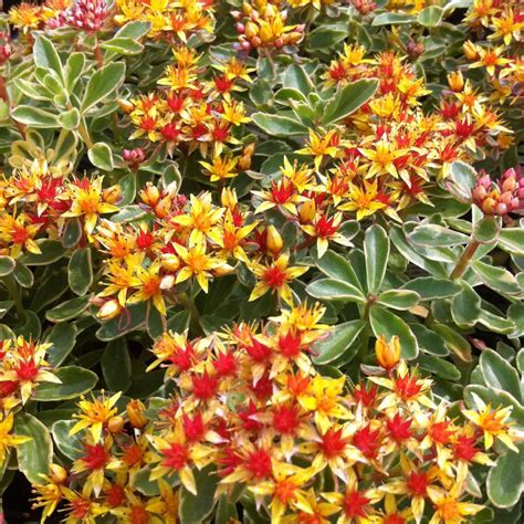 Sedum Kamtschaticum Variegatum From Neil Vanderkruk Holdings Inc